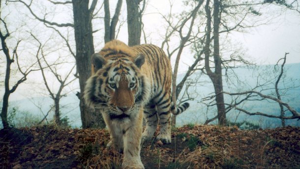 This Earth Day Signals a New Hope for Tiger Recovery | Blog | Nature | PBS