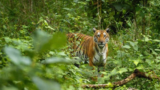 This Earth Day Signals a New Hope for Tiger Recovery | Blog | Nature | PBS