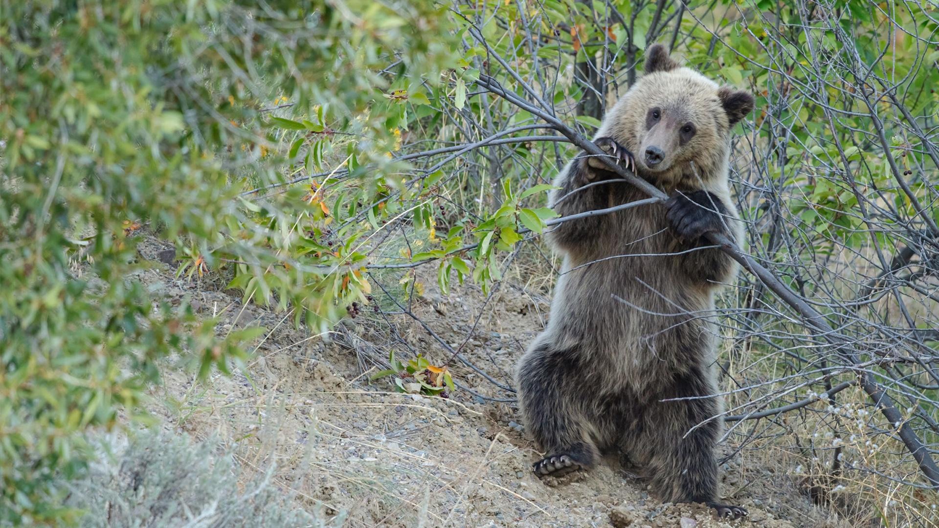 Grizzly 399: Queen of the Tetons | Are Grizzlies Still Endangered ...