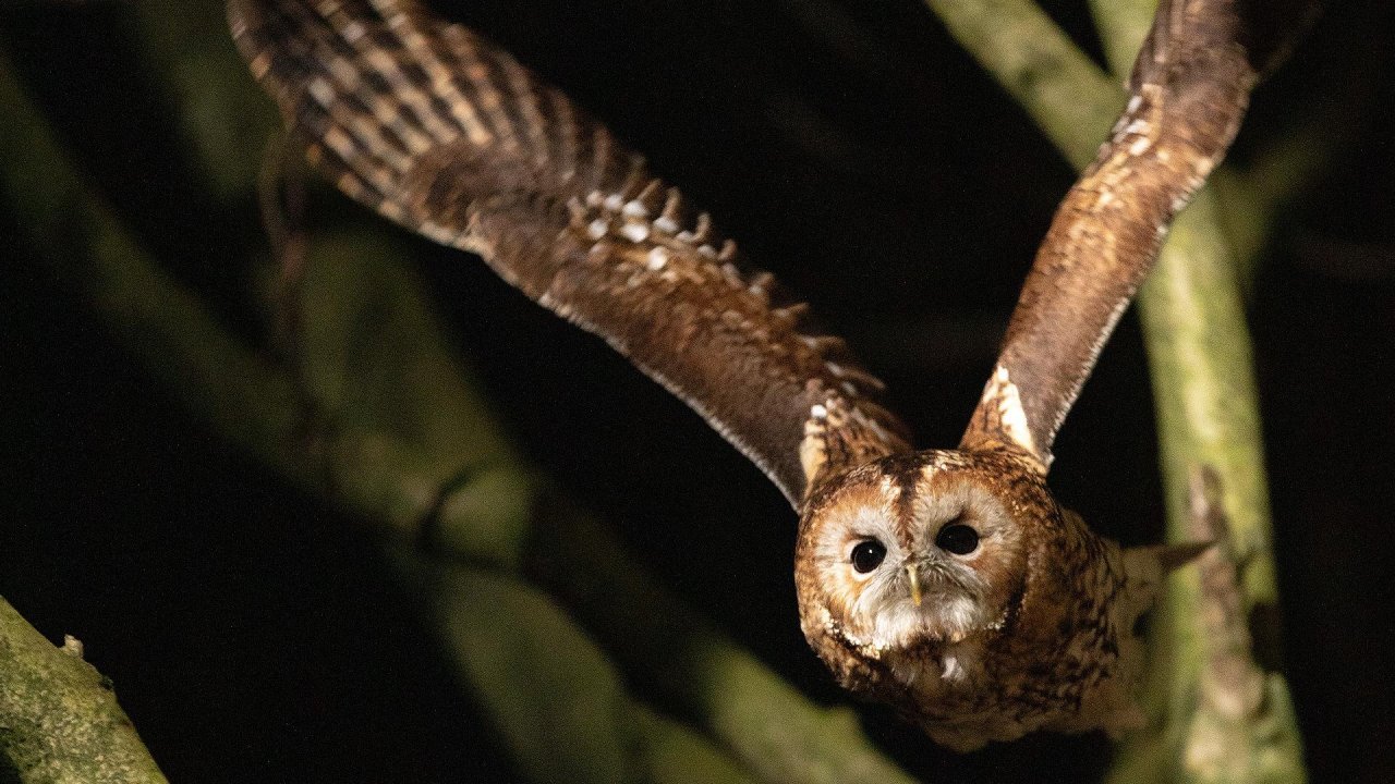 What's Streaming Right Now | PBS NATURE | Blog | Nature | PBS