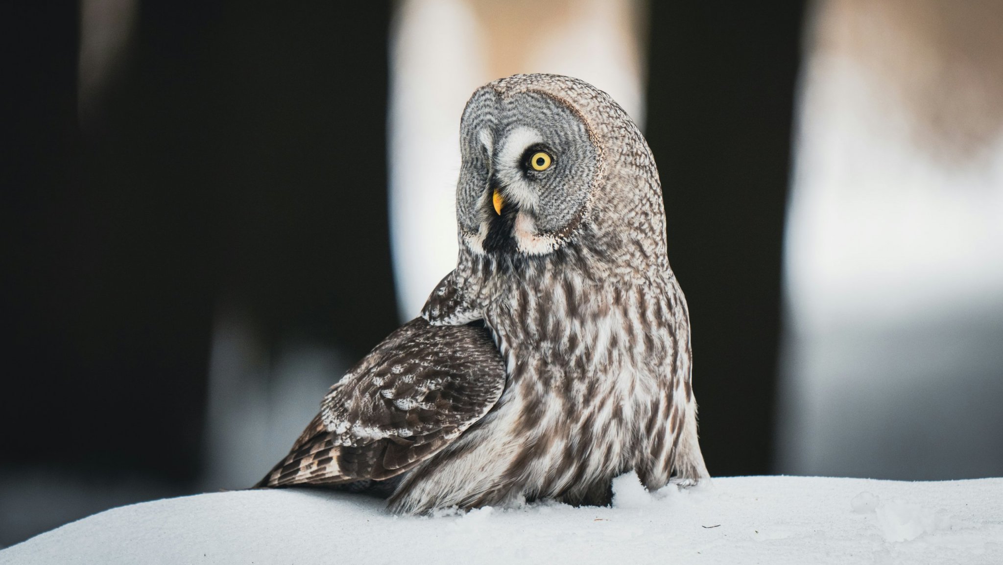 Great Grey Owl Fact Sheet | Blog | Nature | PBS