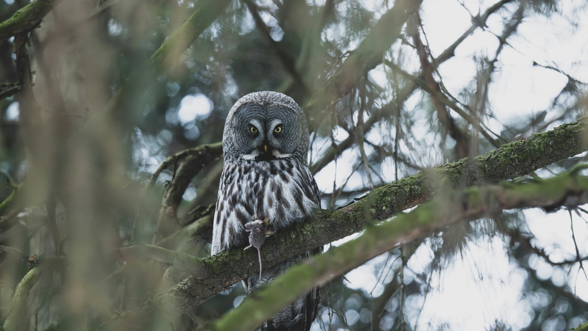 Great Grey Owl Fact Sheet | Blog | Nature | PBS
