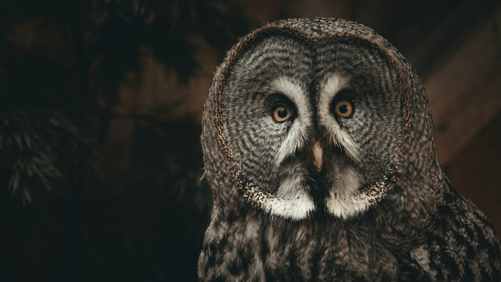 Great Grey Owl Fact Sheet | Blog | Nature | PBS