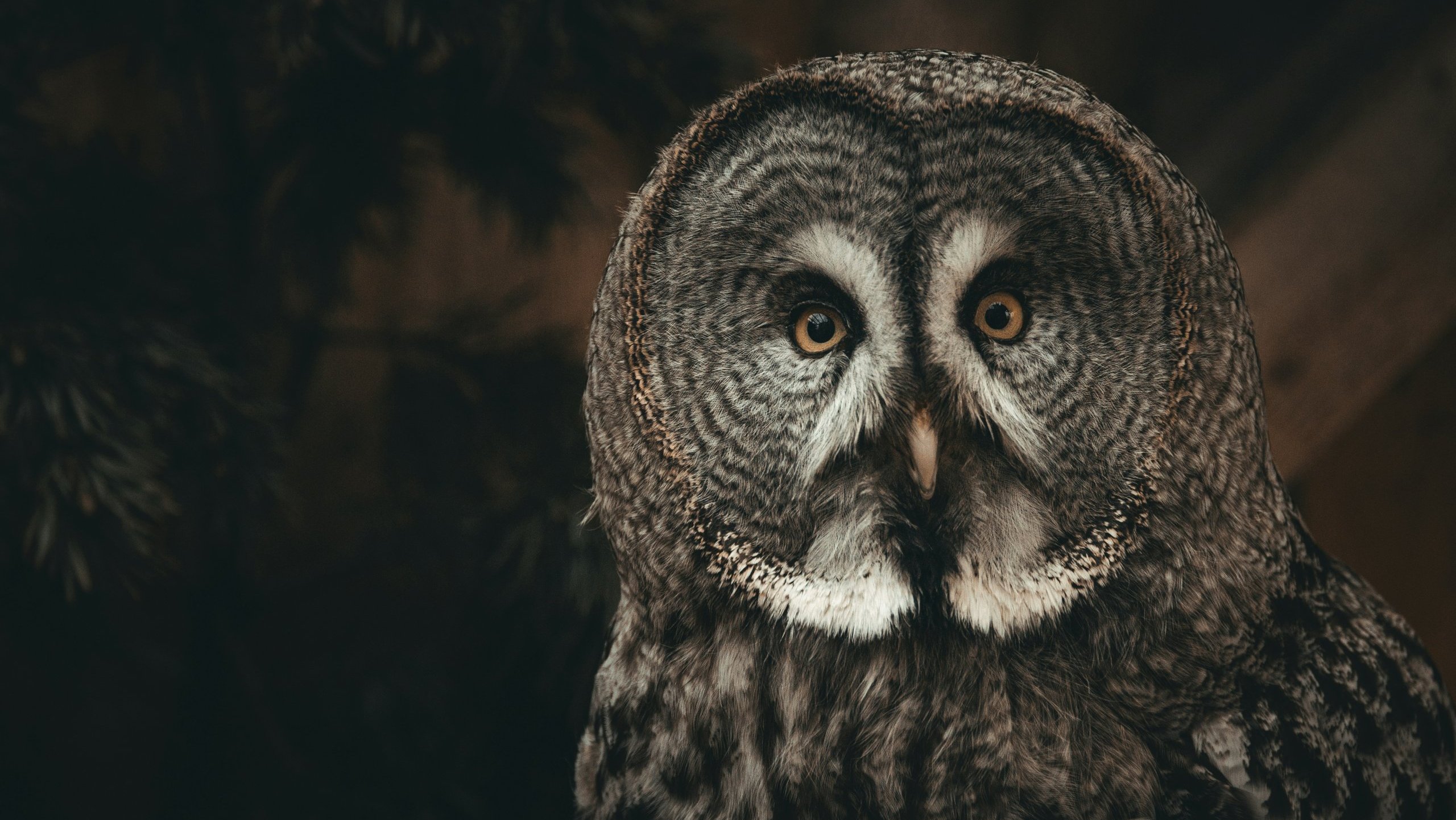Great Grey Owl Fact Sheet | Blog | Nature | PBS