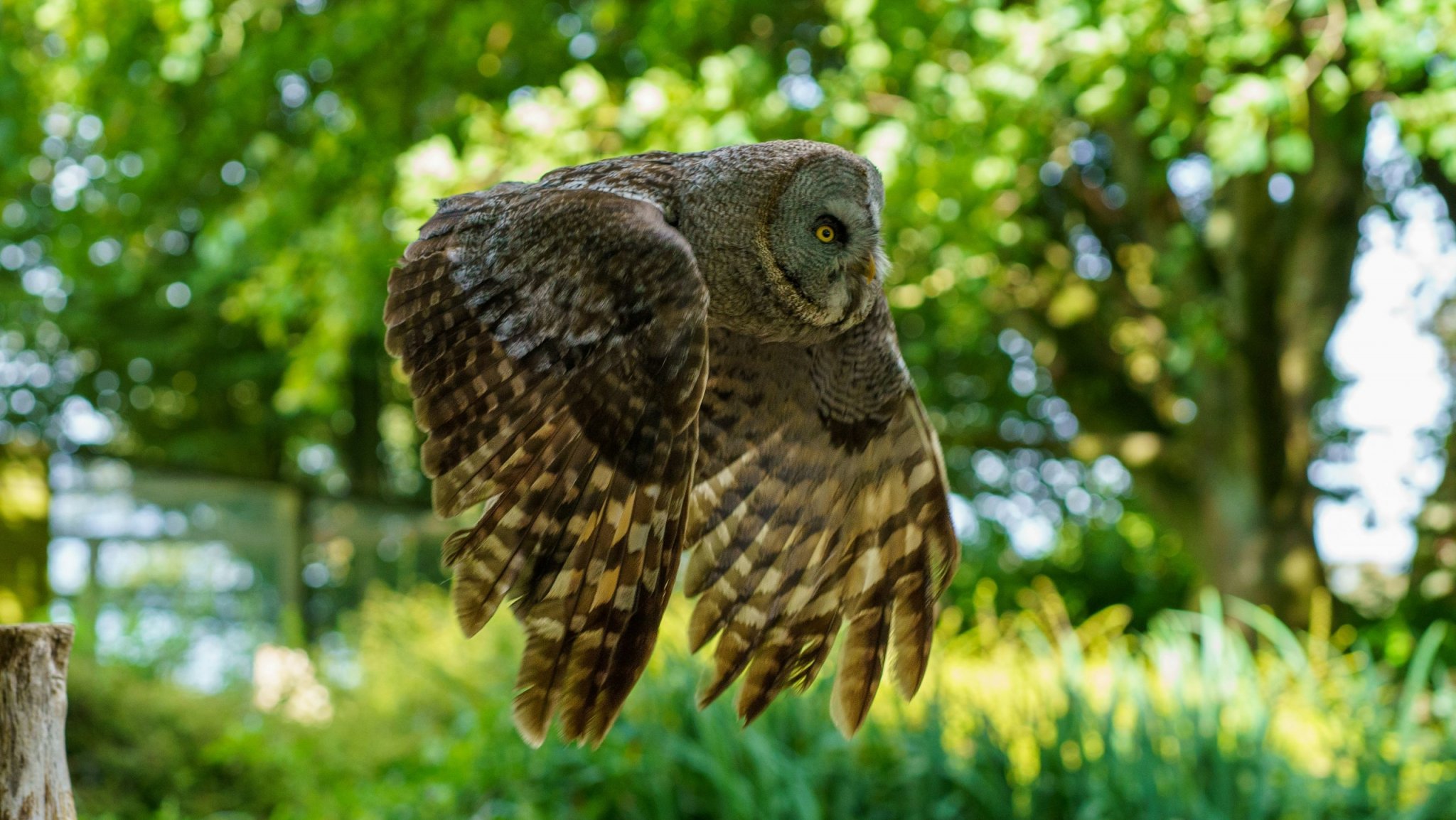 Great Grey Owl Fact Sheet | Blog | Nature | PBS