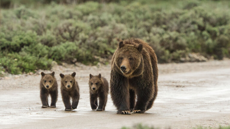 Grizzly 399: Queen of the Tetons | LIVE Q&A with Grizzly 399 Filmmakers ...