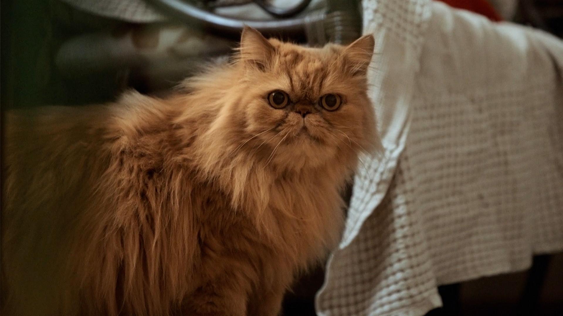 Saving the Animals of Ukraine | Amazing Cat Rescue in Ukraine | Nature ...