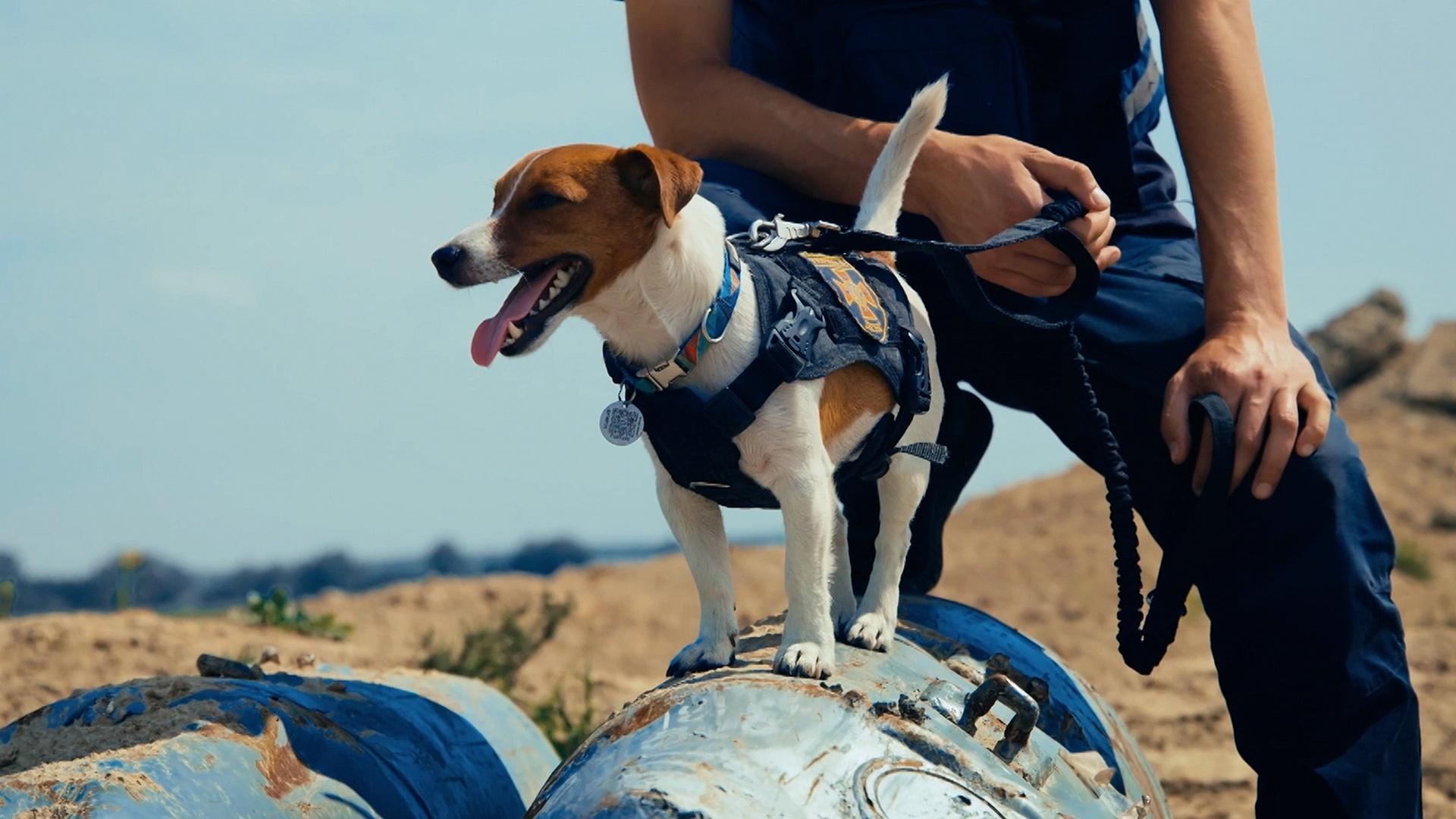Saving the Animals of Ukraine | Meet Patron, the Adorable Bomb-Sniffing ...