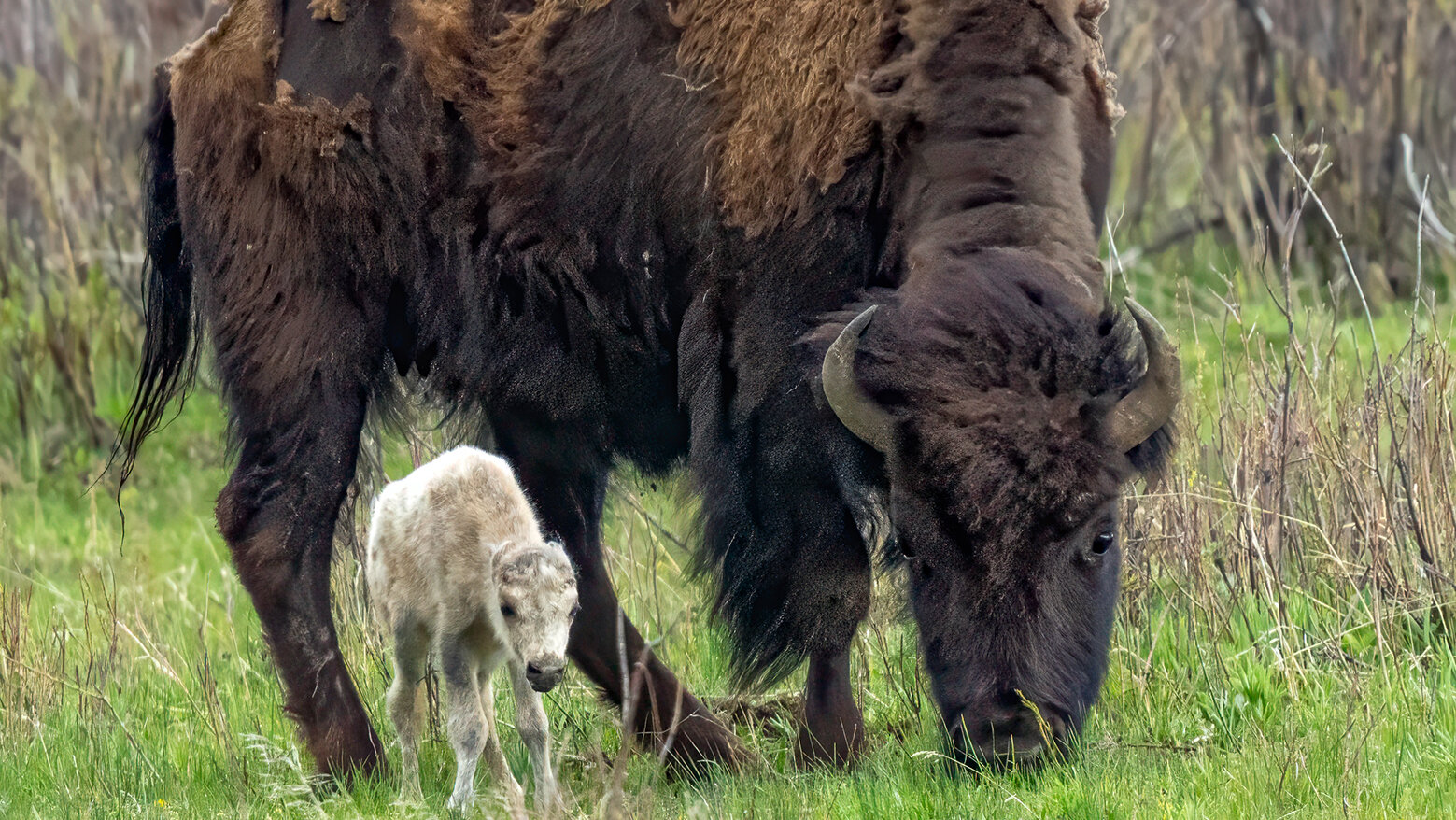 Rare White Buffalo Calf Spotted in Yellowstone National Park | Blog ...