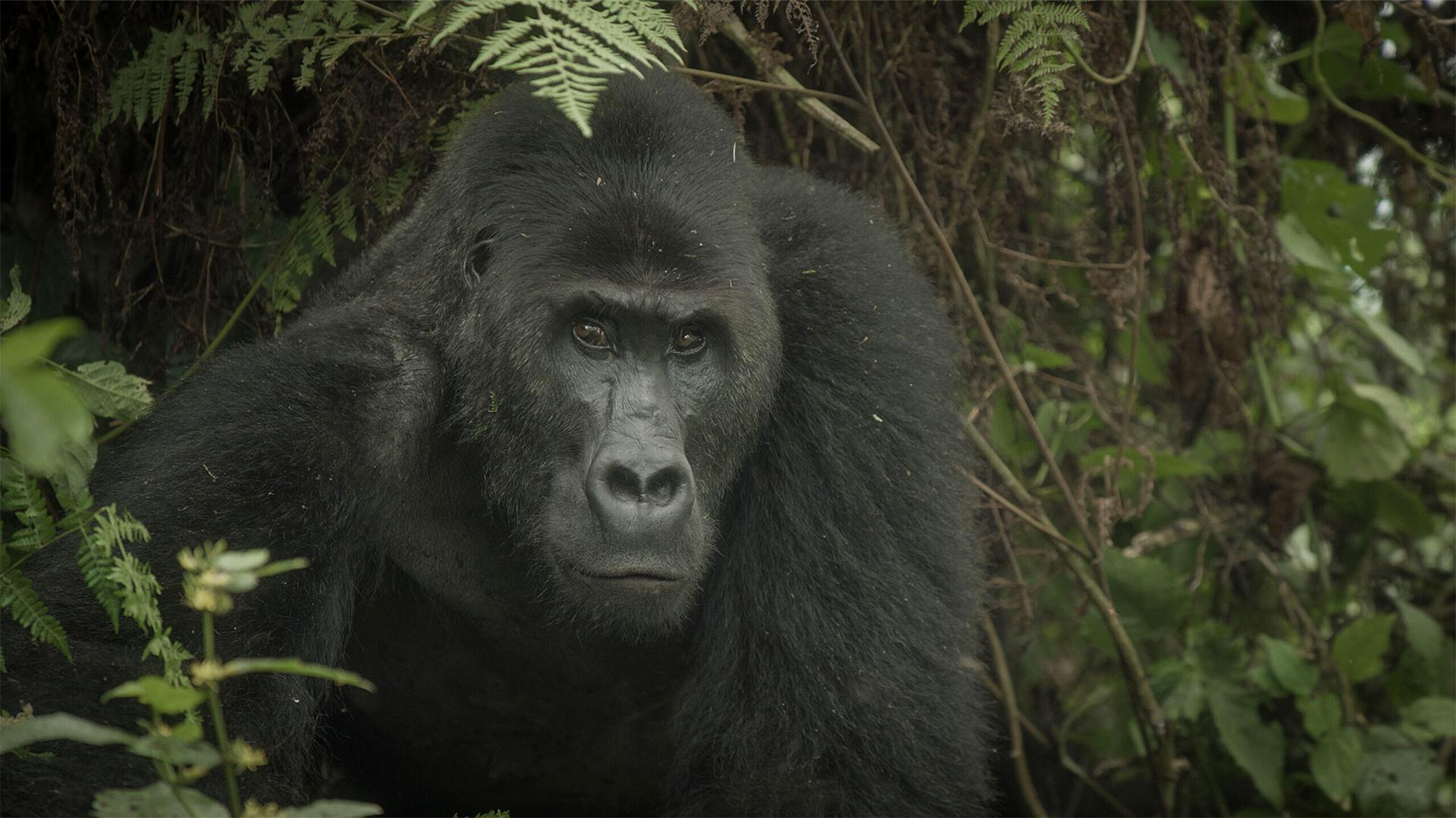 Silverback | The Dangers of Saving Gorillas | Nature | PBS