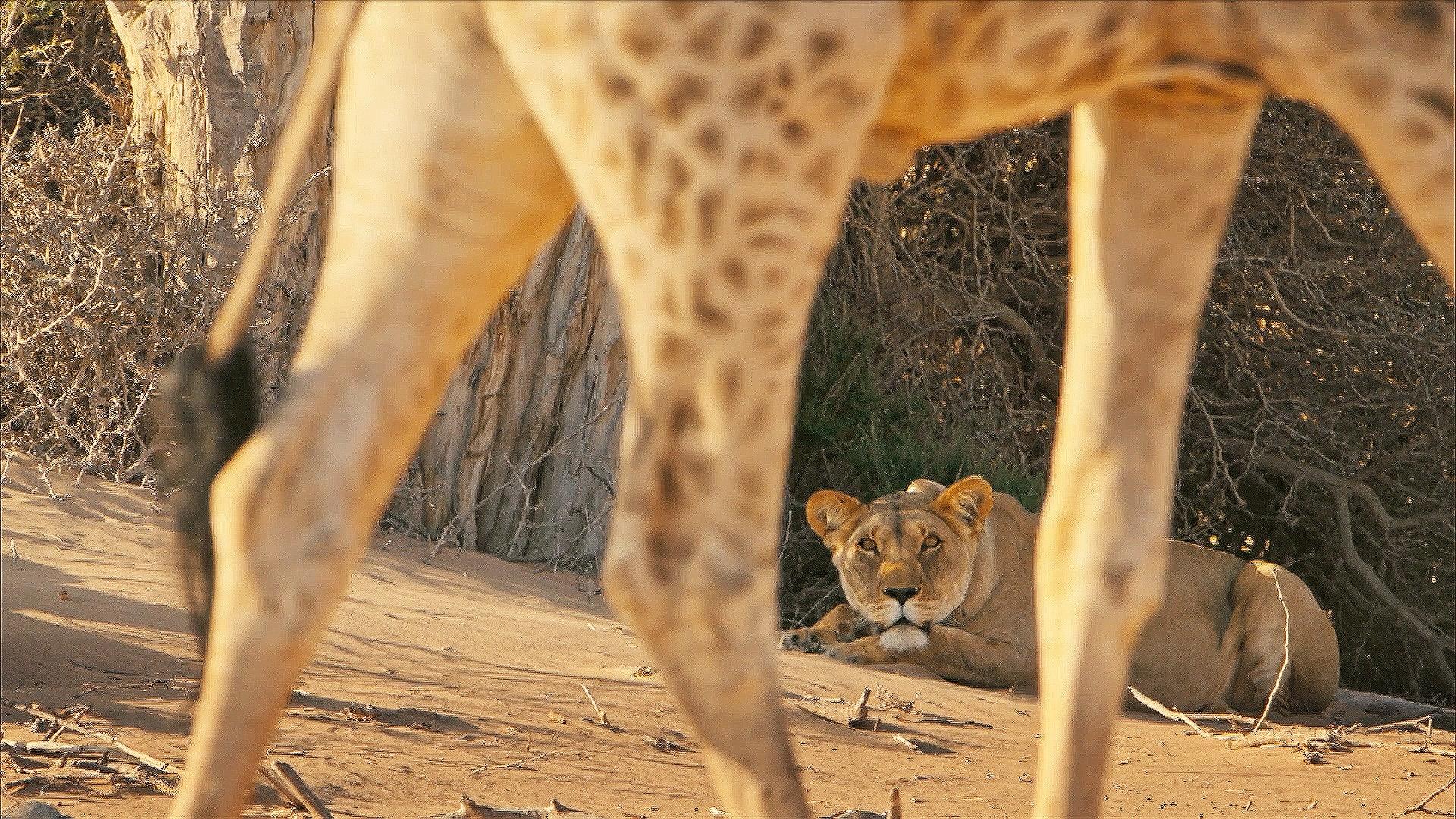 Lions of the Skeleton Coast | Young Lioness Learns to Hunt Giraffes ...