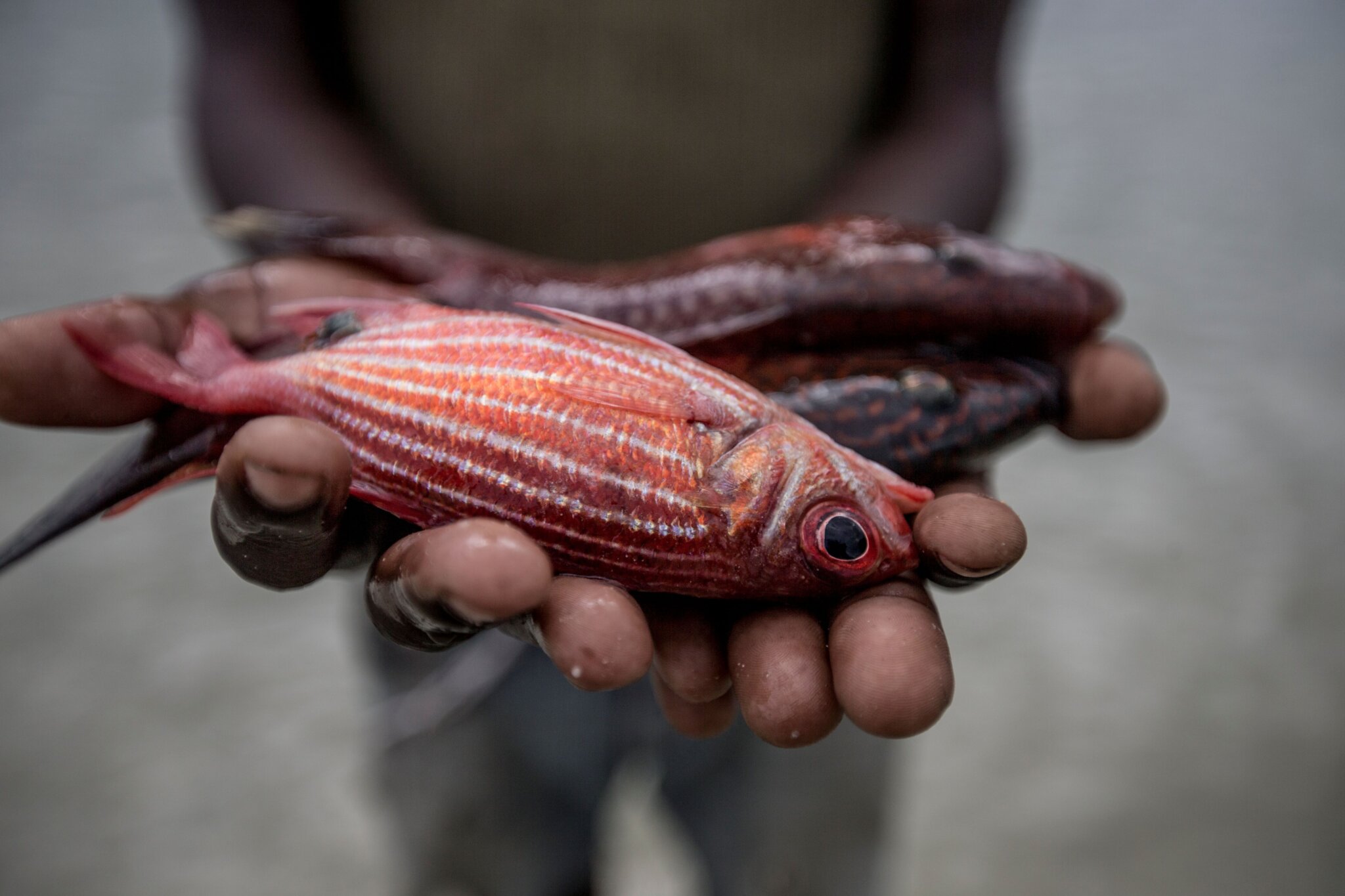 Reviving Ghost Reefs: How Marine Protected Areas Can Combat Hunger ...