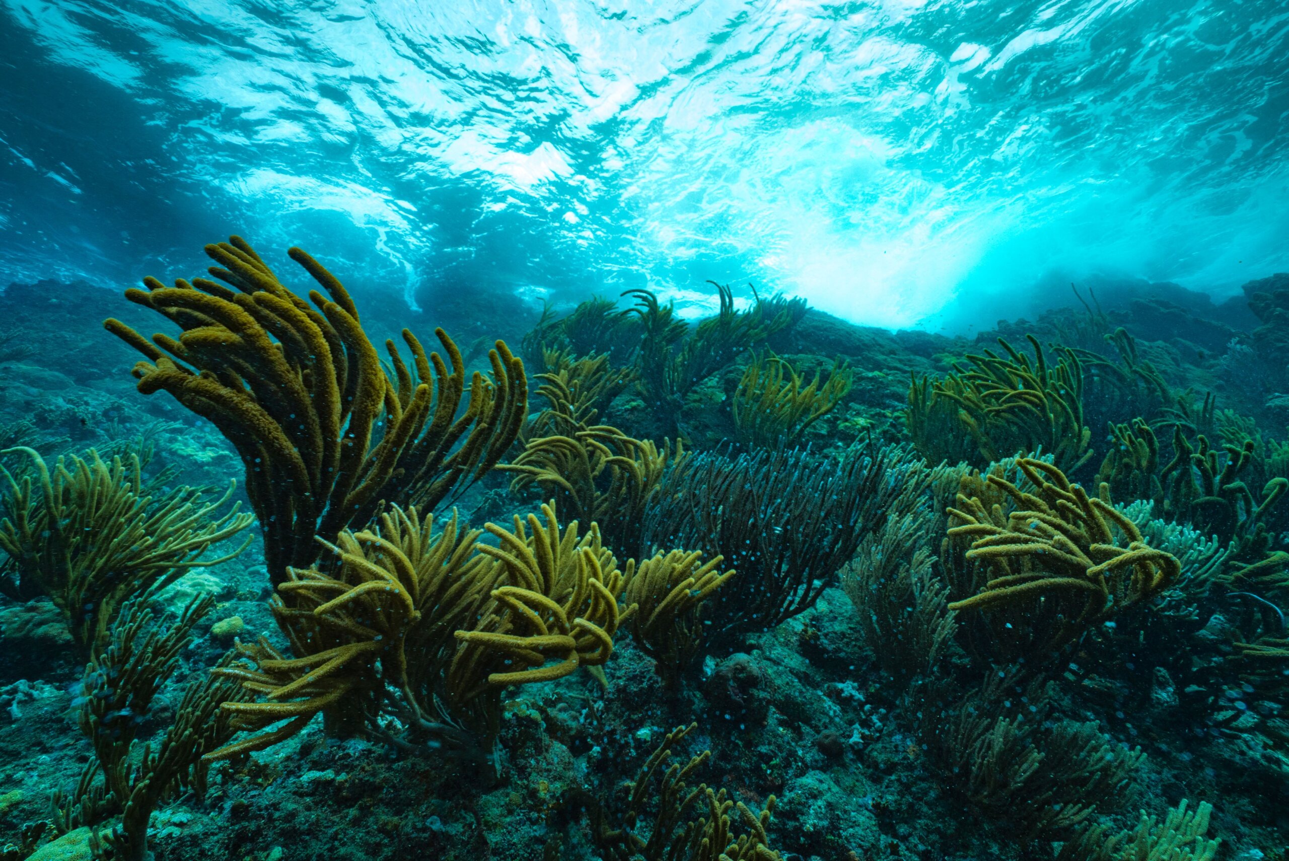 Reviving Ghost Reefs: How Marine Protected Areas Can Combat Hunger ...