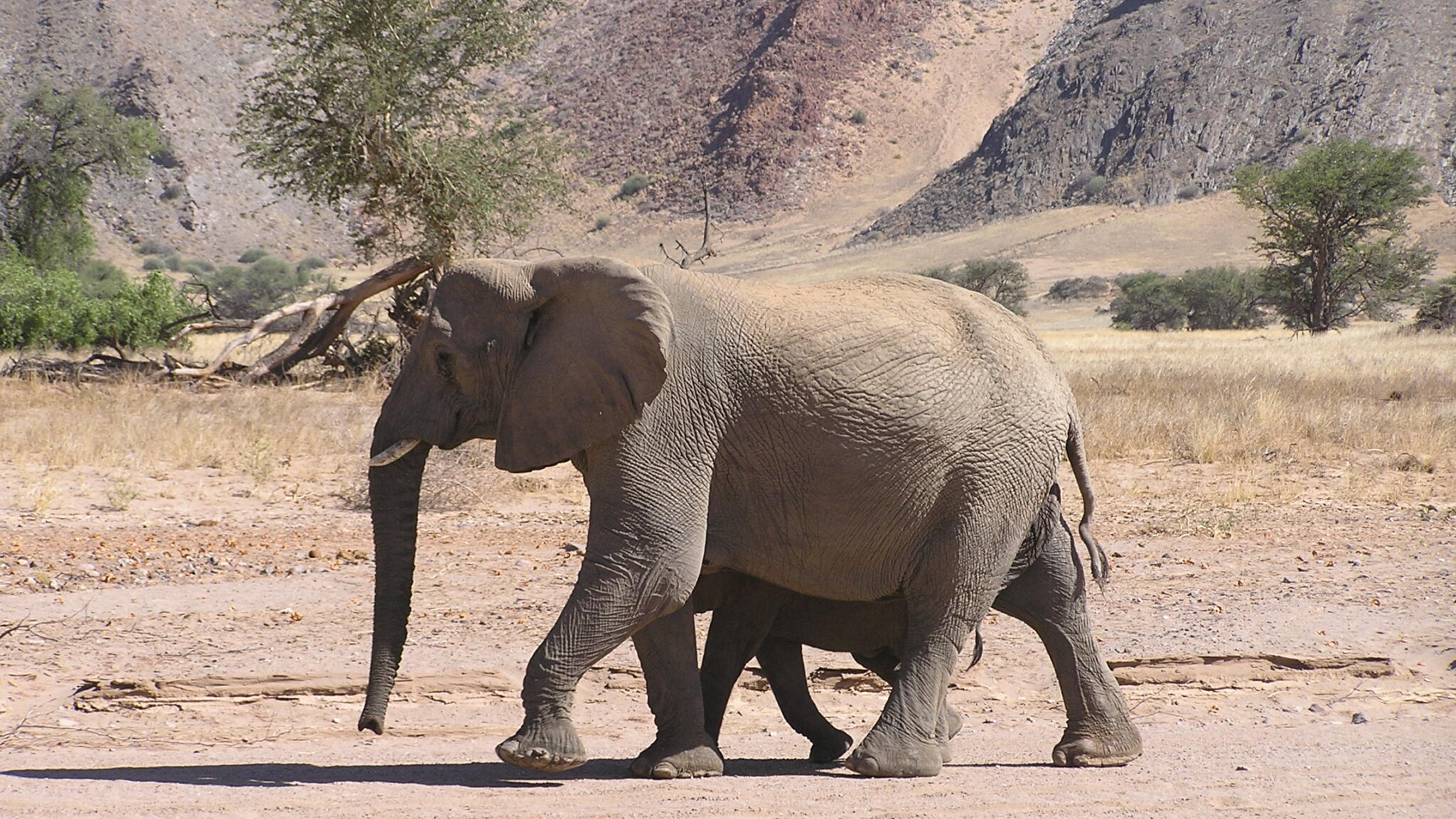 How Satellite Technology is Revolutionizing Elephant Conservation ...