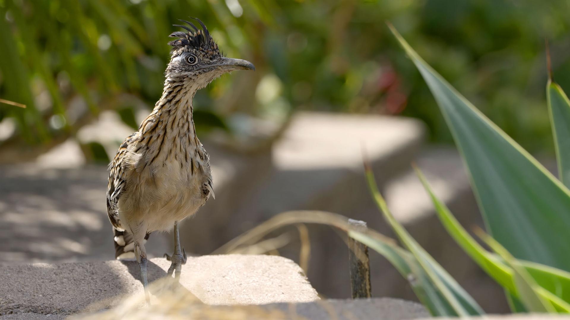 San Diego: America’s Wildest City | Roadrunner Hunts Hungry ...