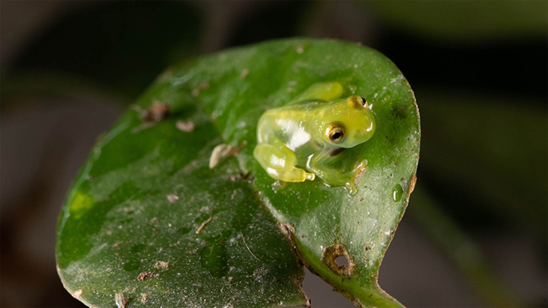 Colombia's Call for Peace with Nature | Blog | Nature | PBS