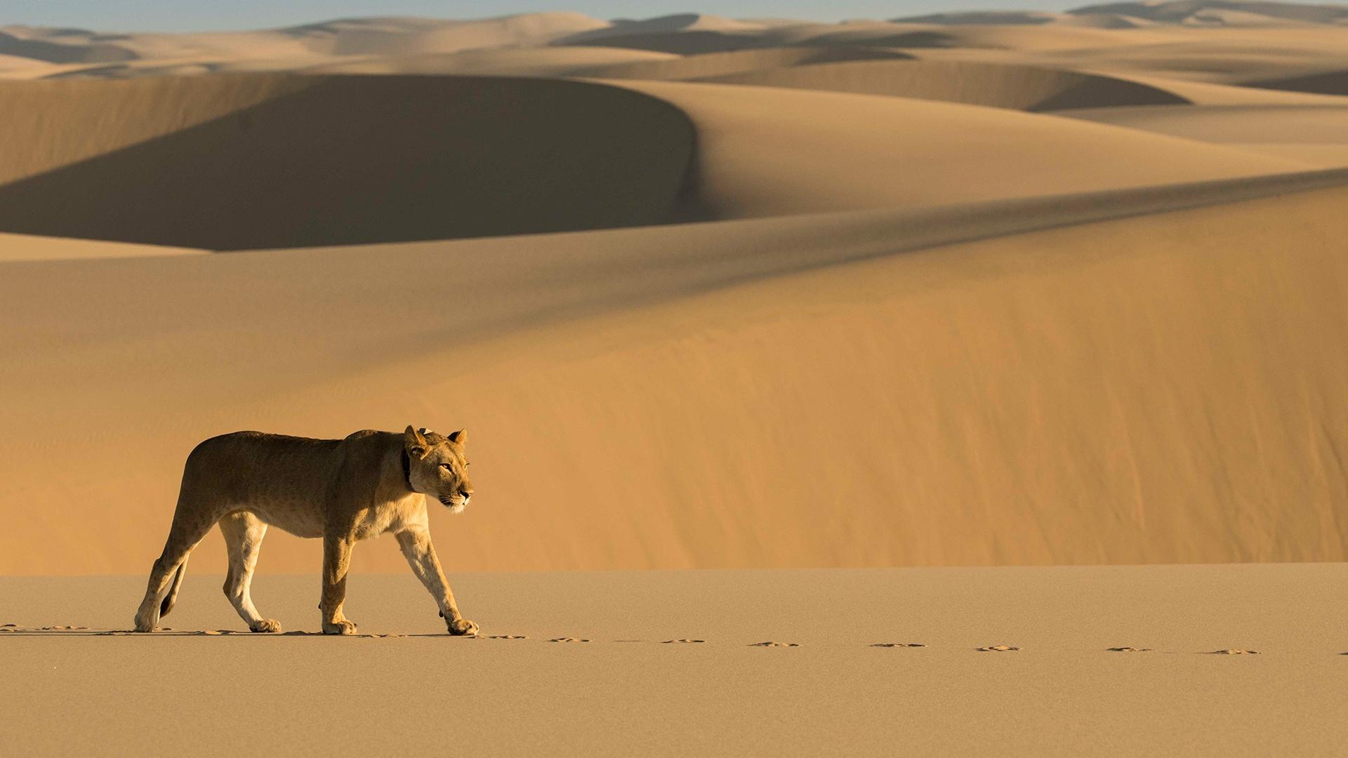 Lions of the Skeleton Coast | Filming Lions in the Namib Desert ...