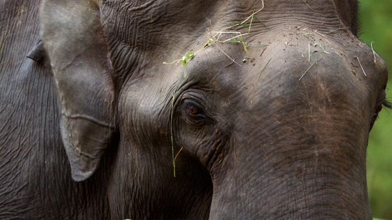 Elephants | Nature | PBS