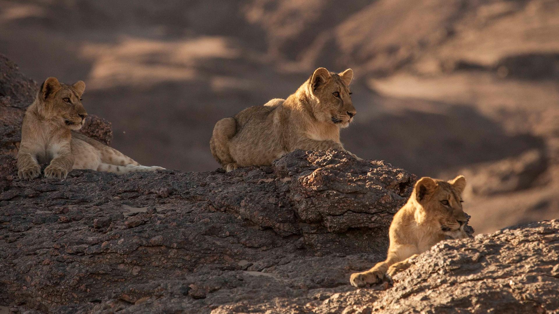 Lions of the Skeleton Coast | Desert Lion Cubs Hunt at Night | Nature | PBS
