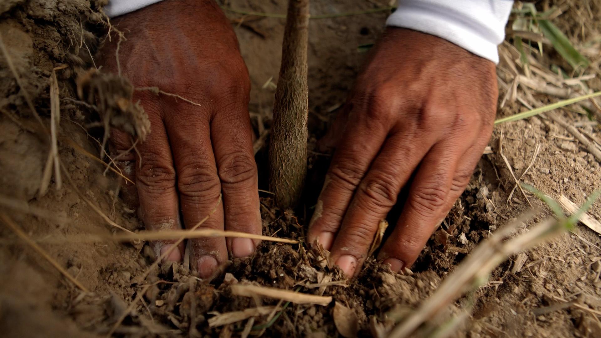 Rebuilding a Forest | WILD HOPE | Nature | PBS