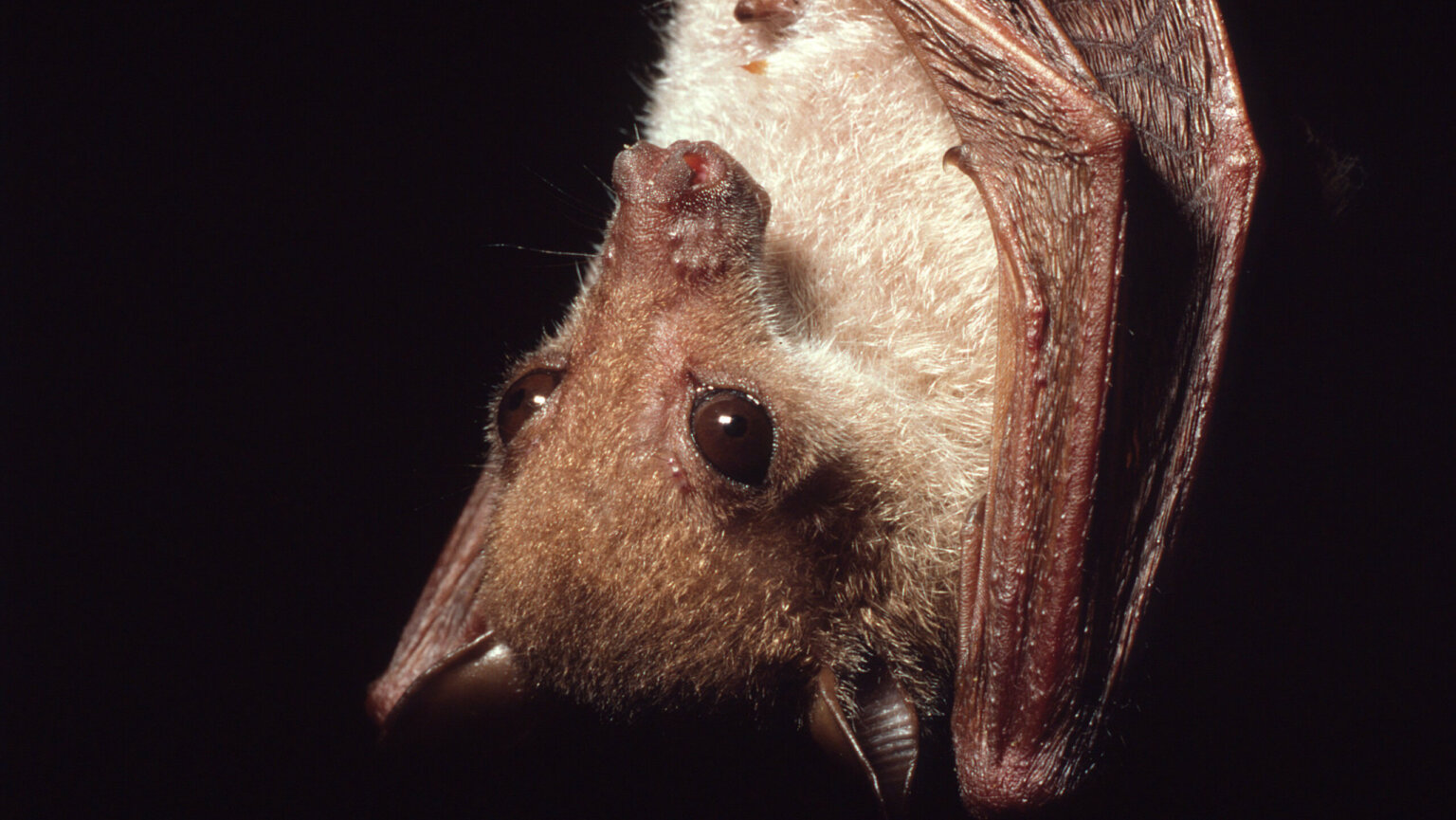 The Hidden Benefits We Get From Wildlife | Blog | Nature | PBS