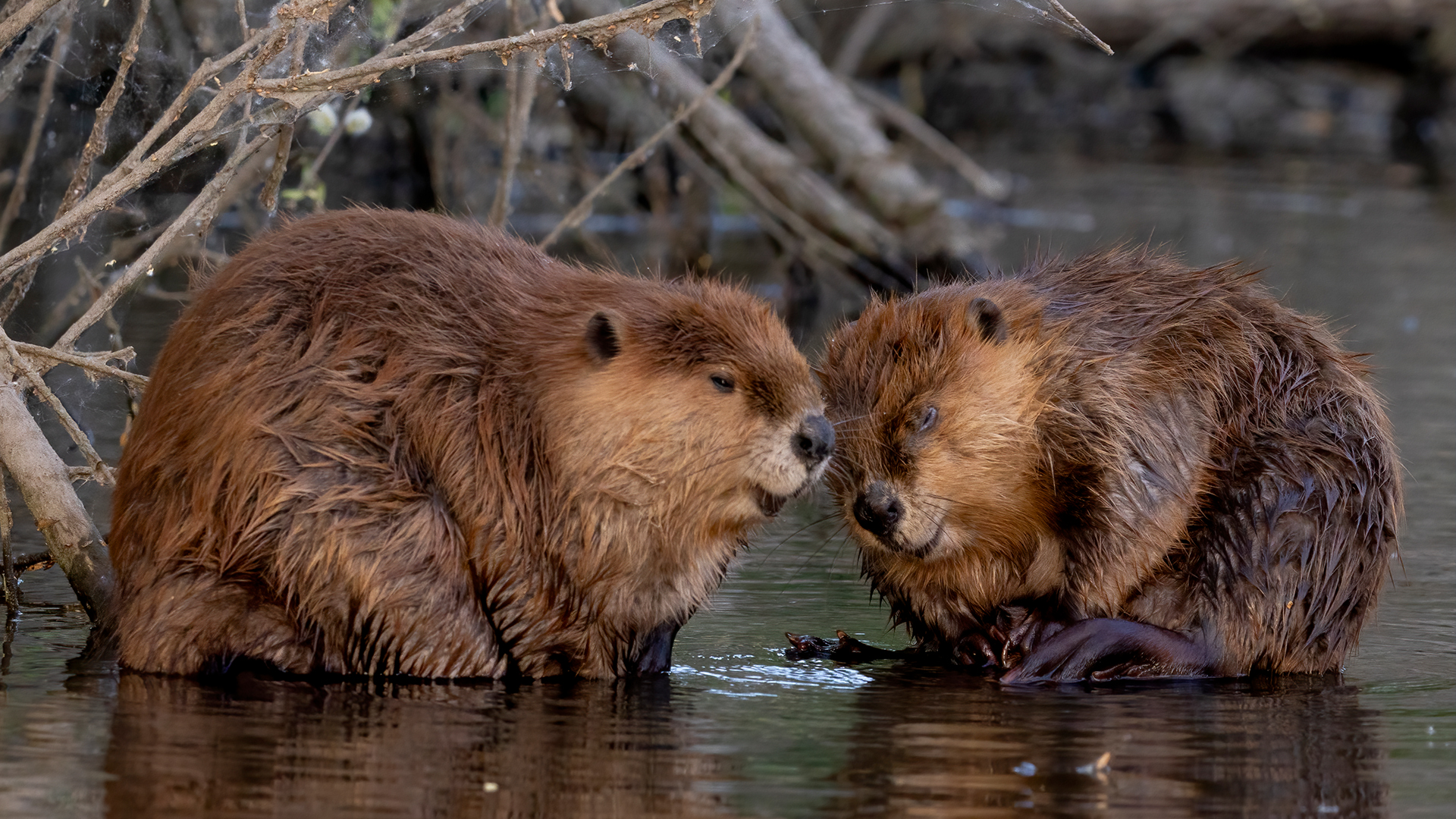 The Hidden Benefits We Get From Wildlife | Blog | Nature | PBS
