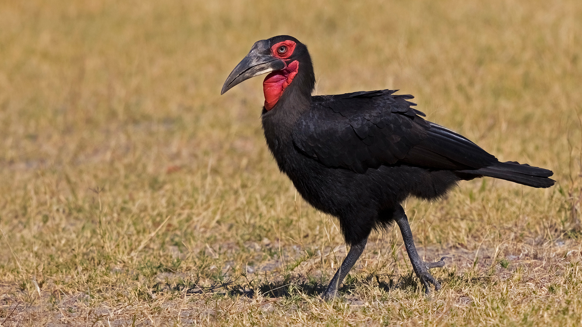 The Hidden Benefits We Get From Wildlife | Blog | Nature | PBS