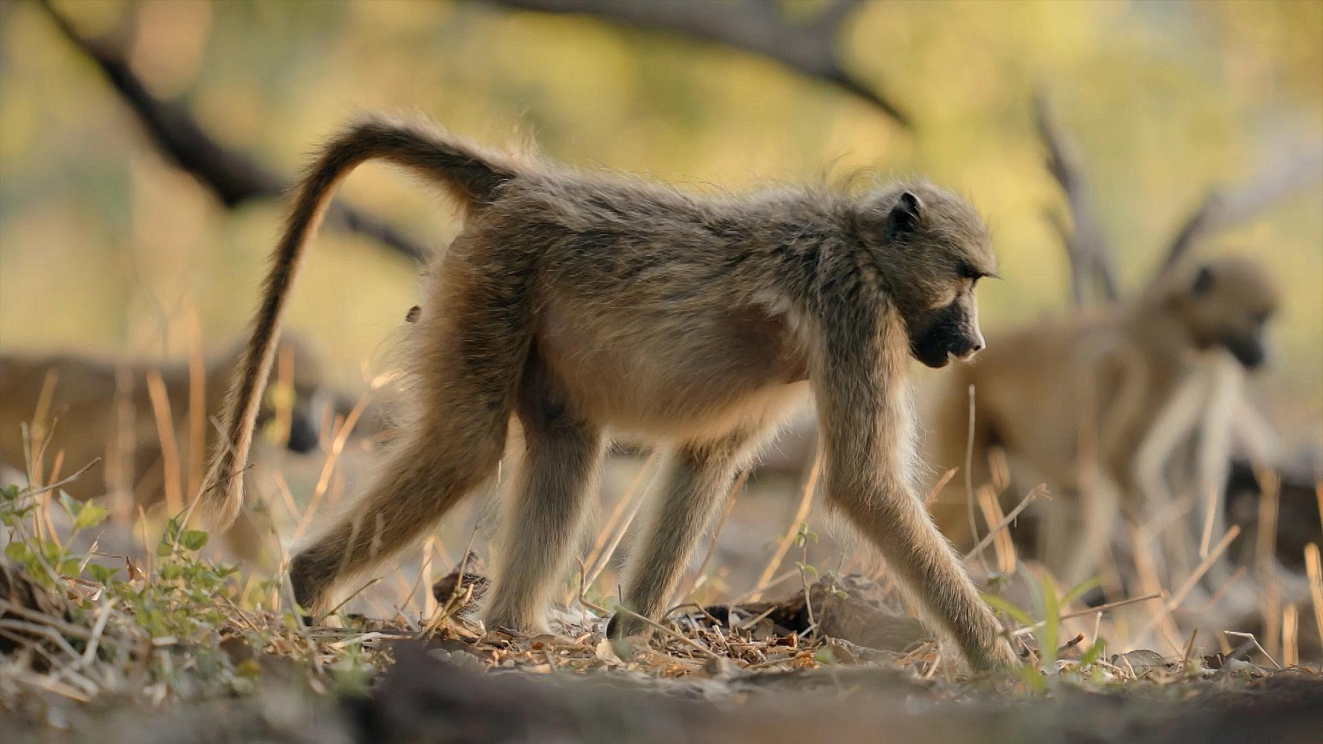 Big Cats, Small World: Outlanders | Beware of Baboons! How They Keep ...
