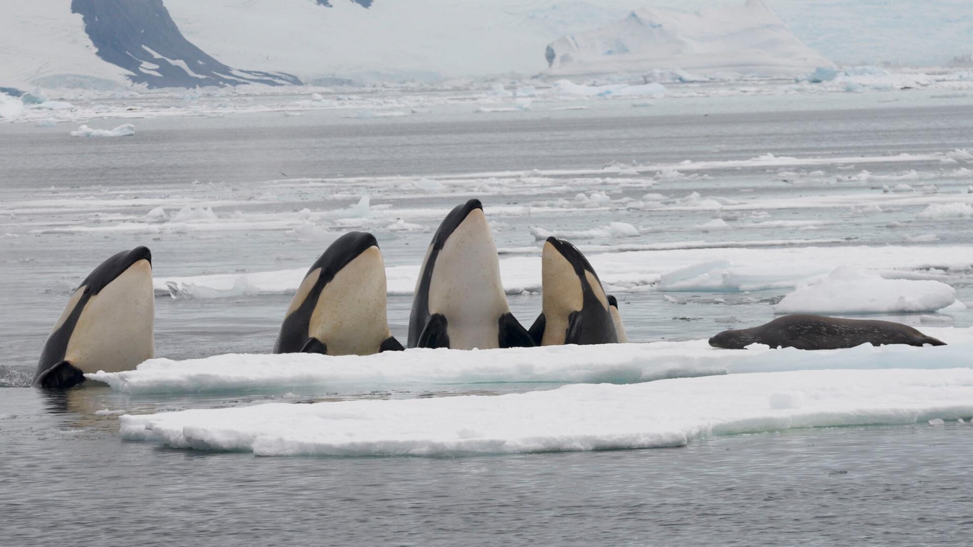 Expedition Killer Whale | Pack-Ice Killer Whale Sounds -- on Film ...