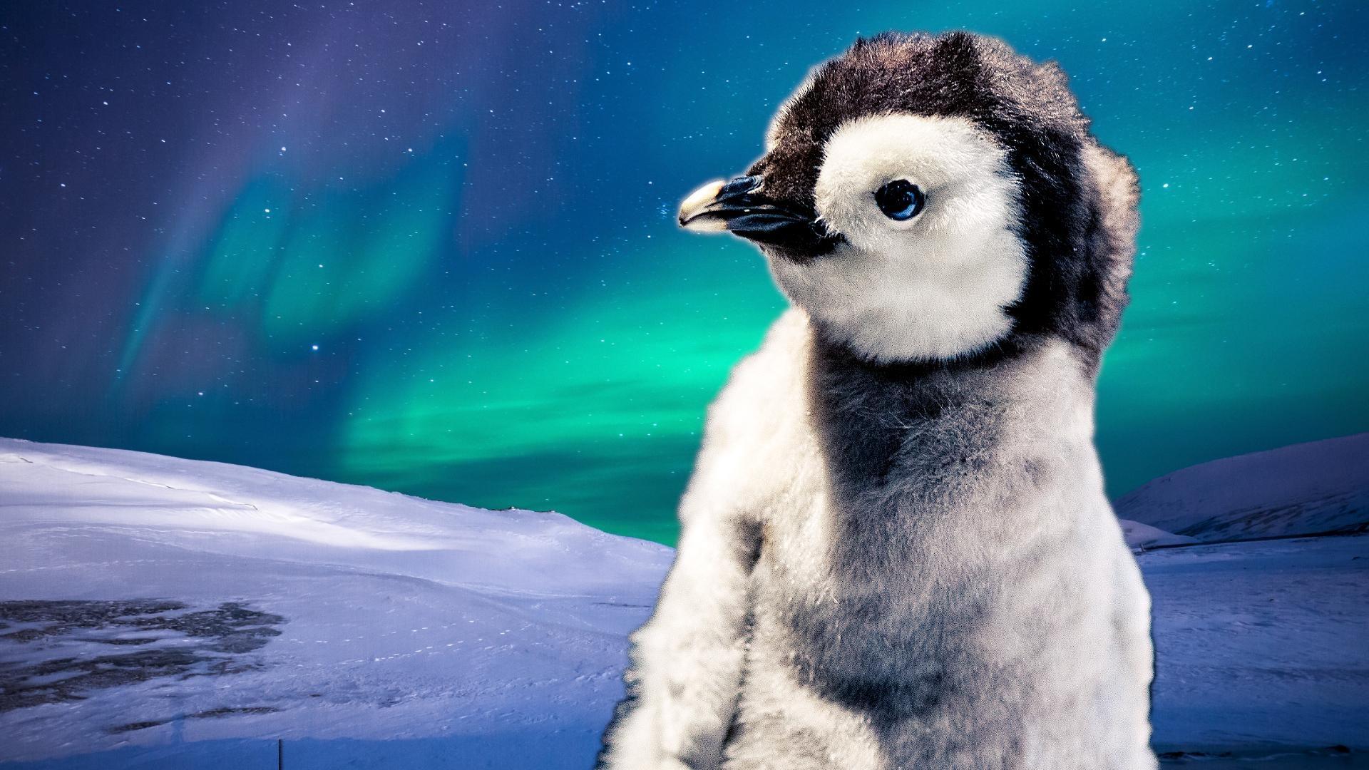 Animal IQ: Episode 3: Baby Penguins Can Navigate Better Than You ...