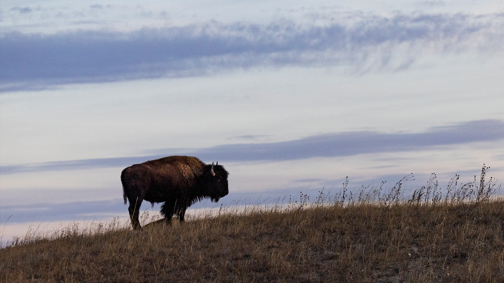 Bison Populations Are Growing Amid Catastrophic Wildlife Declines ...