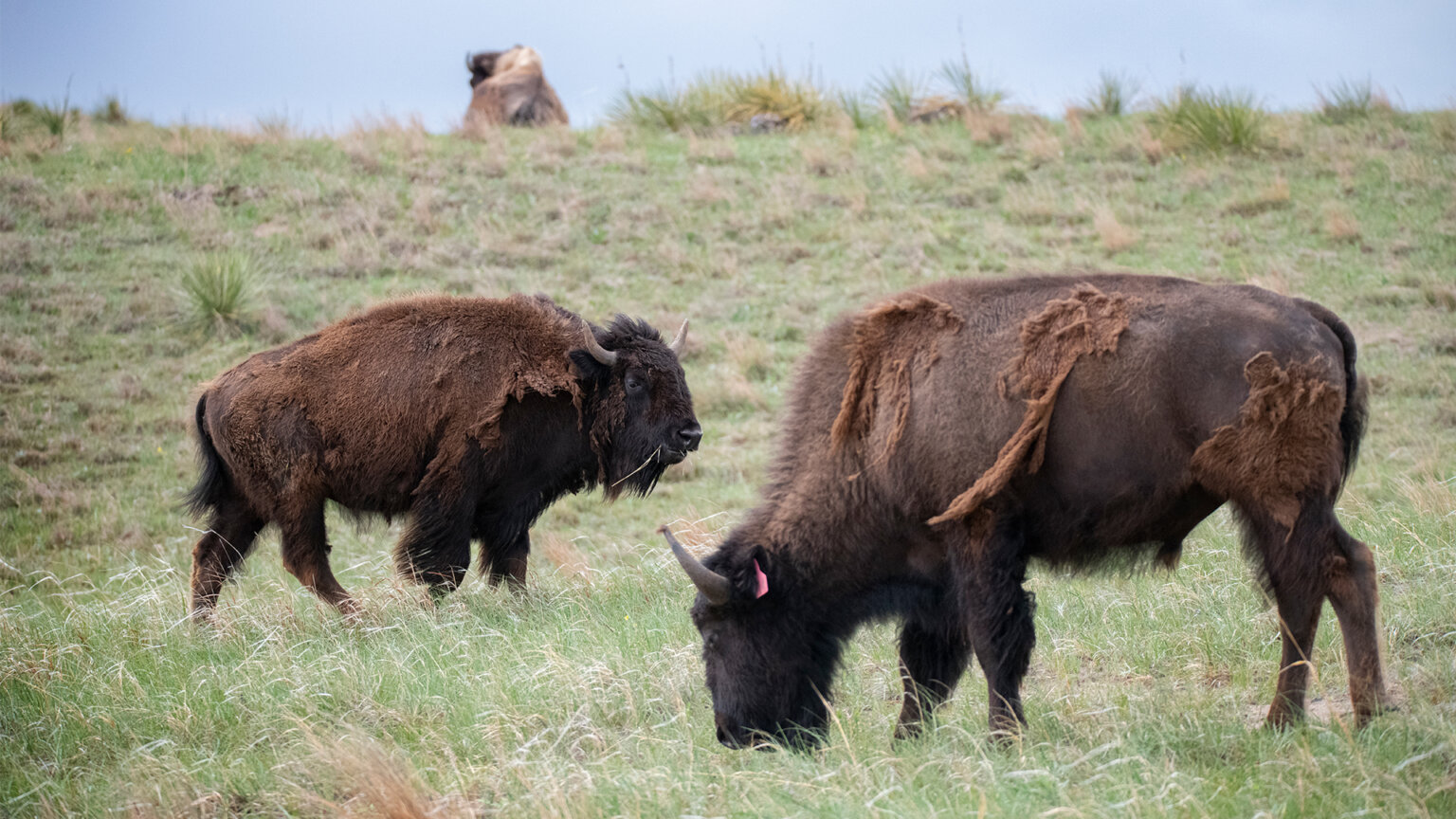 Bison Populations Are Growing Amid Catastrophic Wildlife Declines ...