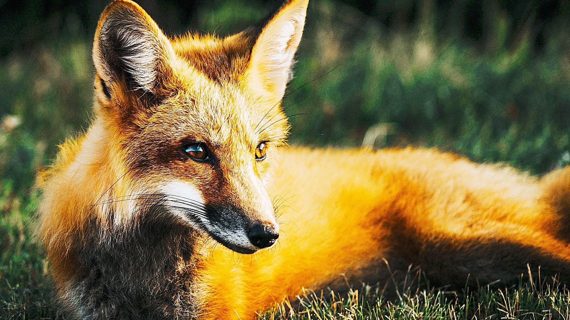 Animal IQ: Episode 2: Foxes: Dog Hardware, Cat Software | Nature | PBS