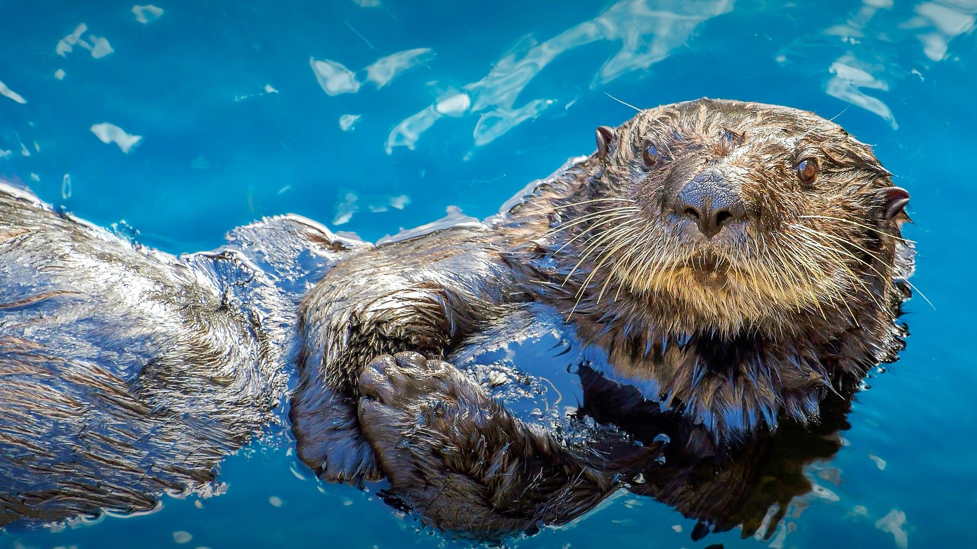 Animal IQ: Episode 6: Otters: Cute, Playful, Geniuses? | Nature | PBS