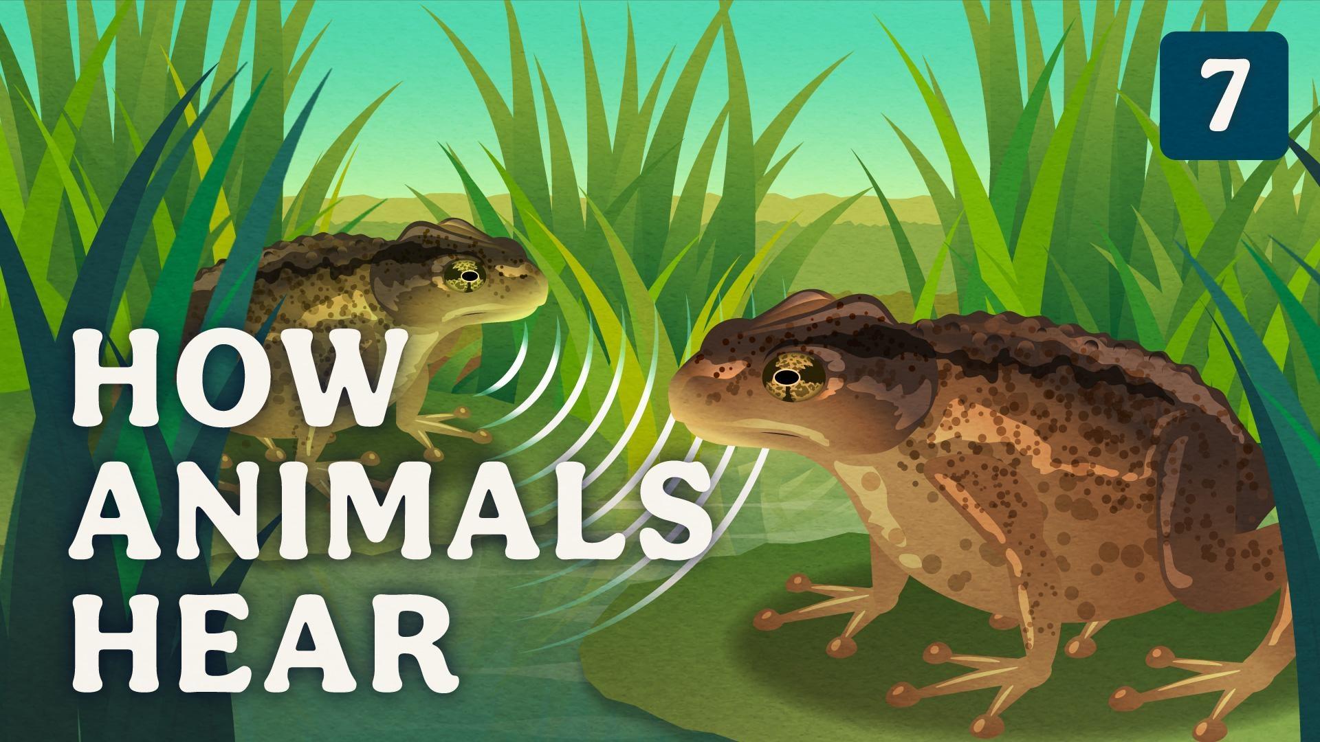Crash Course Zoology: Episode 7: How Animals Hear | Nature | PBS
