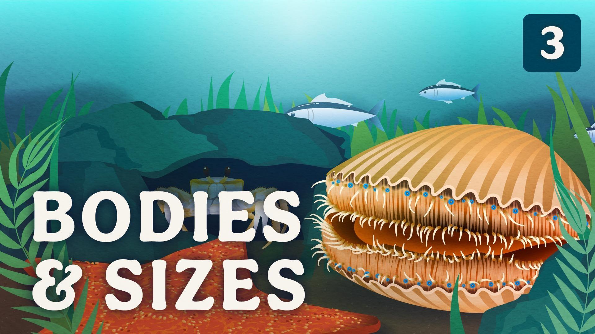 Crash Course Zoology: Episode 3: Diversity of Bodies & Sizes (but ...