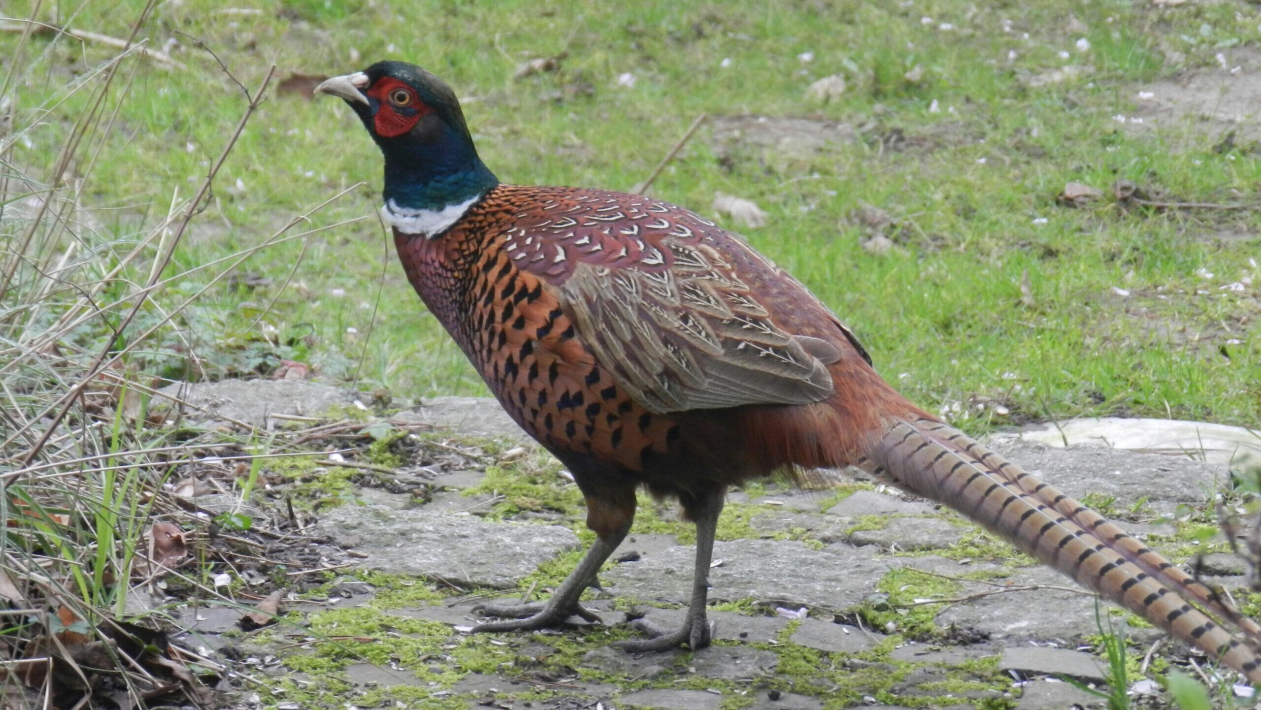 Pheasant Fact Sheet - Foundation of Earth