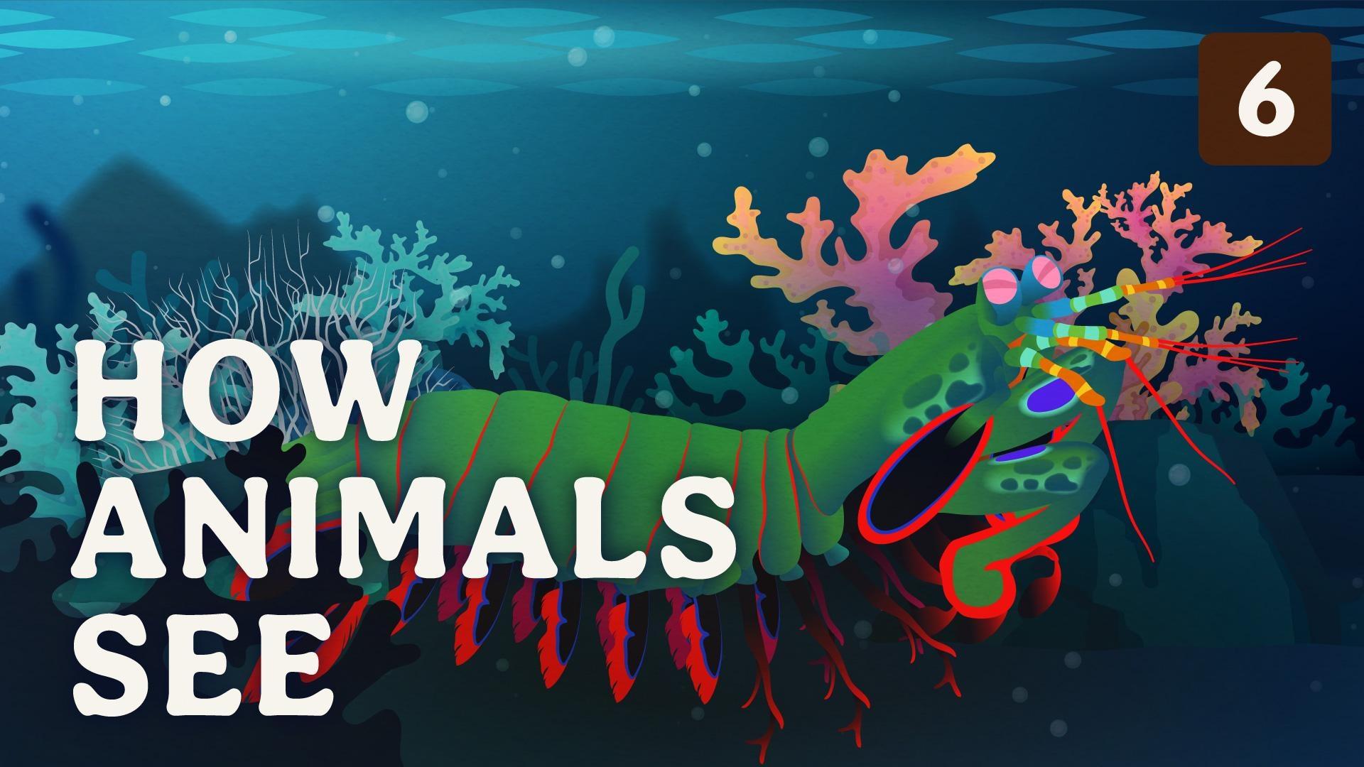 Crash Course Zoology: Episode 6: How Animals See | Nature | PBS