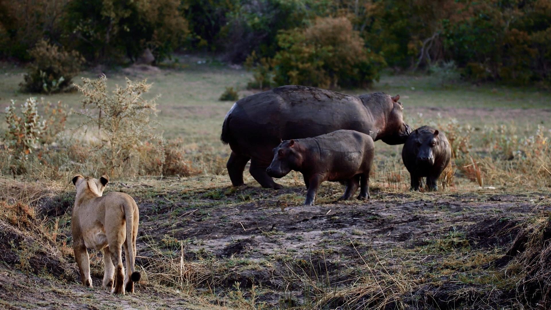 Katavi: Africa’s Fallen Paradise: Purgatory | Hungry Lions Hunt Hippos | Nature | PBS