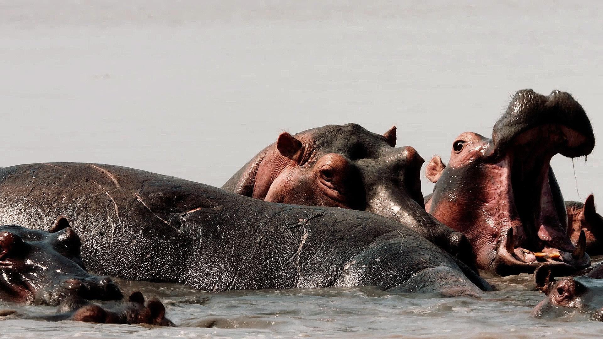 Katavi: Africa’s Fallen Paradise: Purgatory | Hippo Mourning Caught on Camera | Nature | PBS