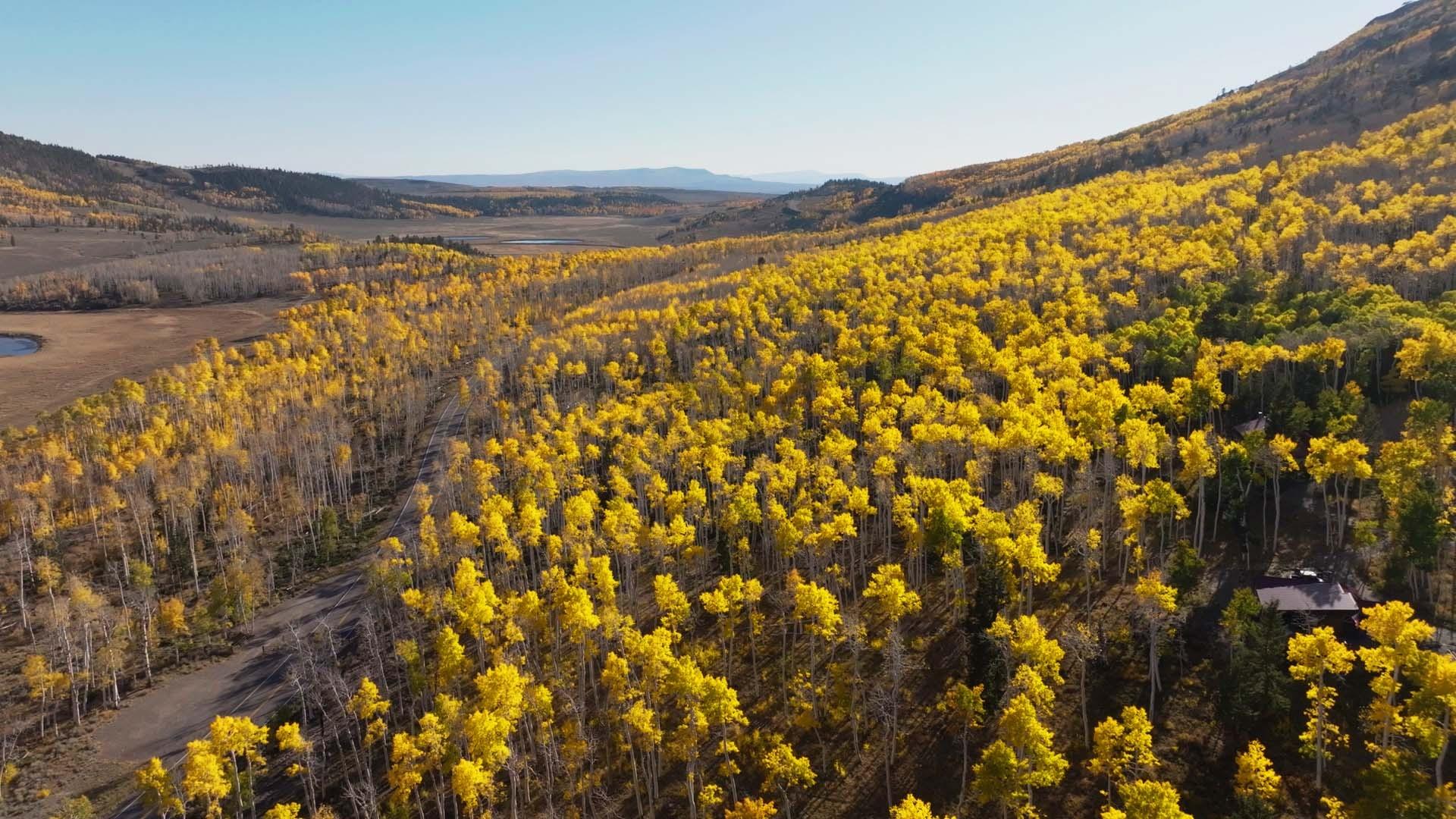 Untold Earth | Season 2, Episode 1 | This Is Not a Forest | Nature | PBS