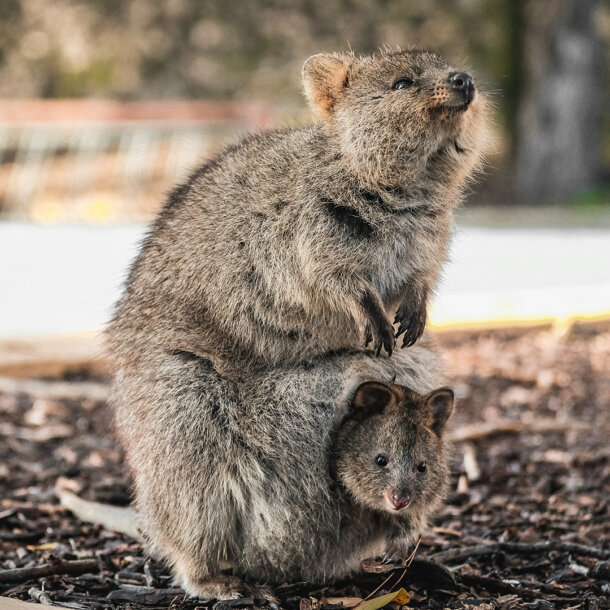 Quokka Fact Sheet | Blog | Nature | PBS