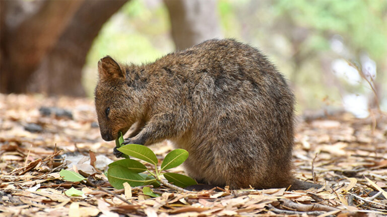 Quokka Fact Sheet | Blog | Nature | PBS