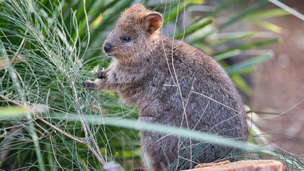 Quokka Fact Sheet - THCBD UK Foundation of Earth