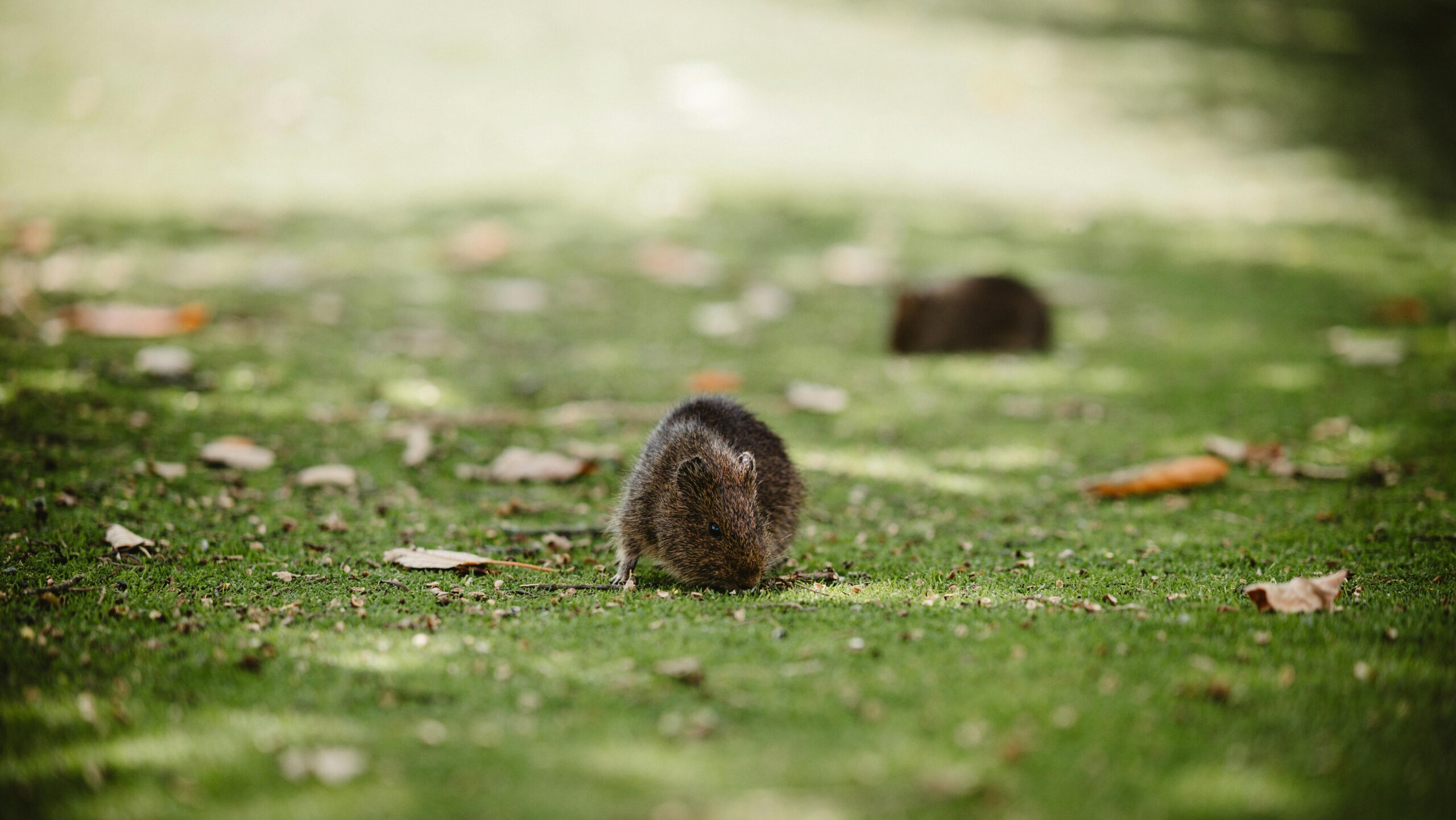 Quokka Fact Sheet | Blog | Nature | PBS