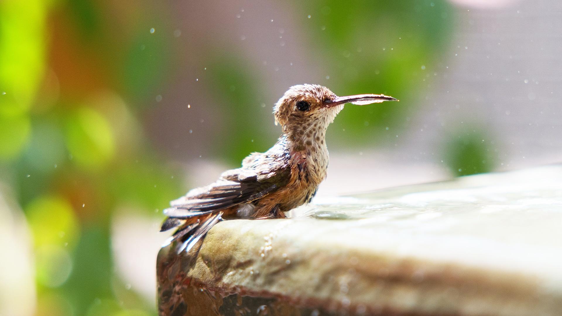 Hummingbirds of Hollywood | About | Nature | PBS