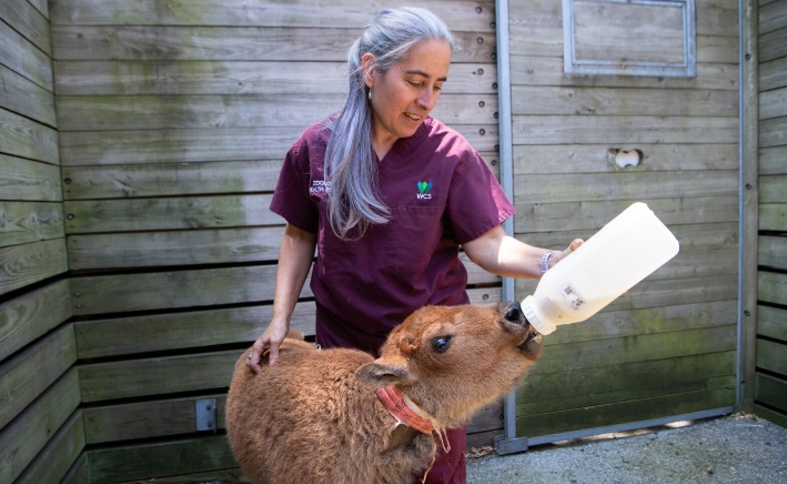 Tortoises and Bats and Ungulates, Oh MY! | Blog | Nature | PBS