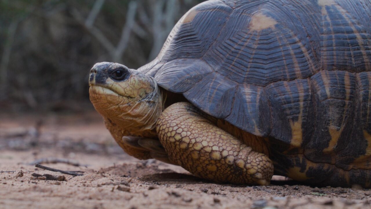 Turtles & Tortoises | Nature | PBS
