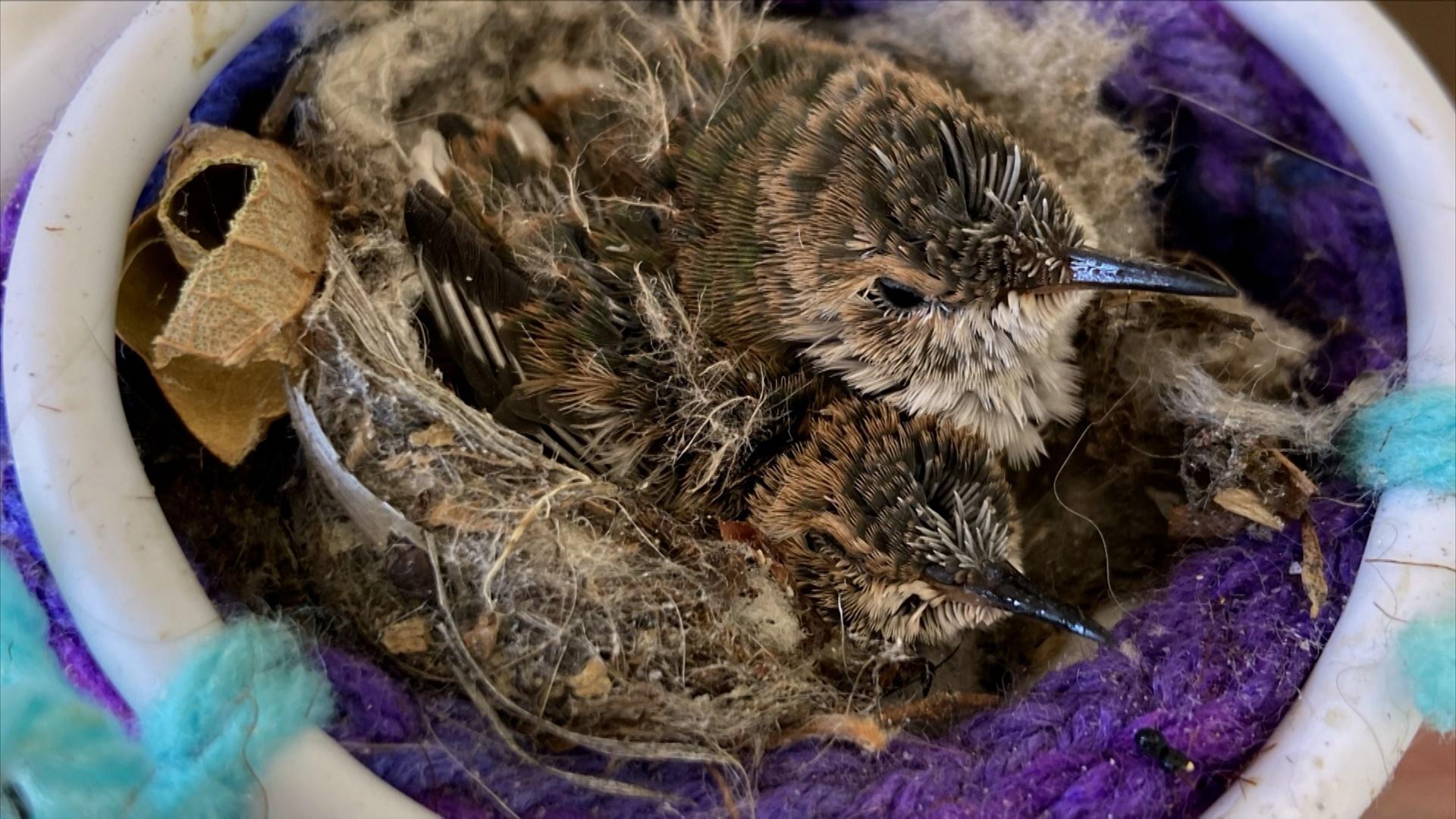 Hummingbirds of Hollywood | Hummingbird Rescue: Baby Twins | Nature | PBS
