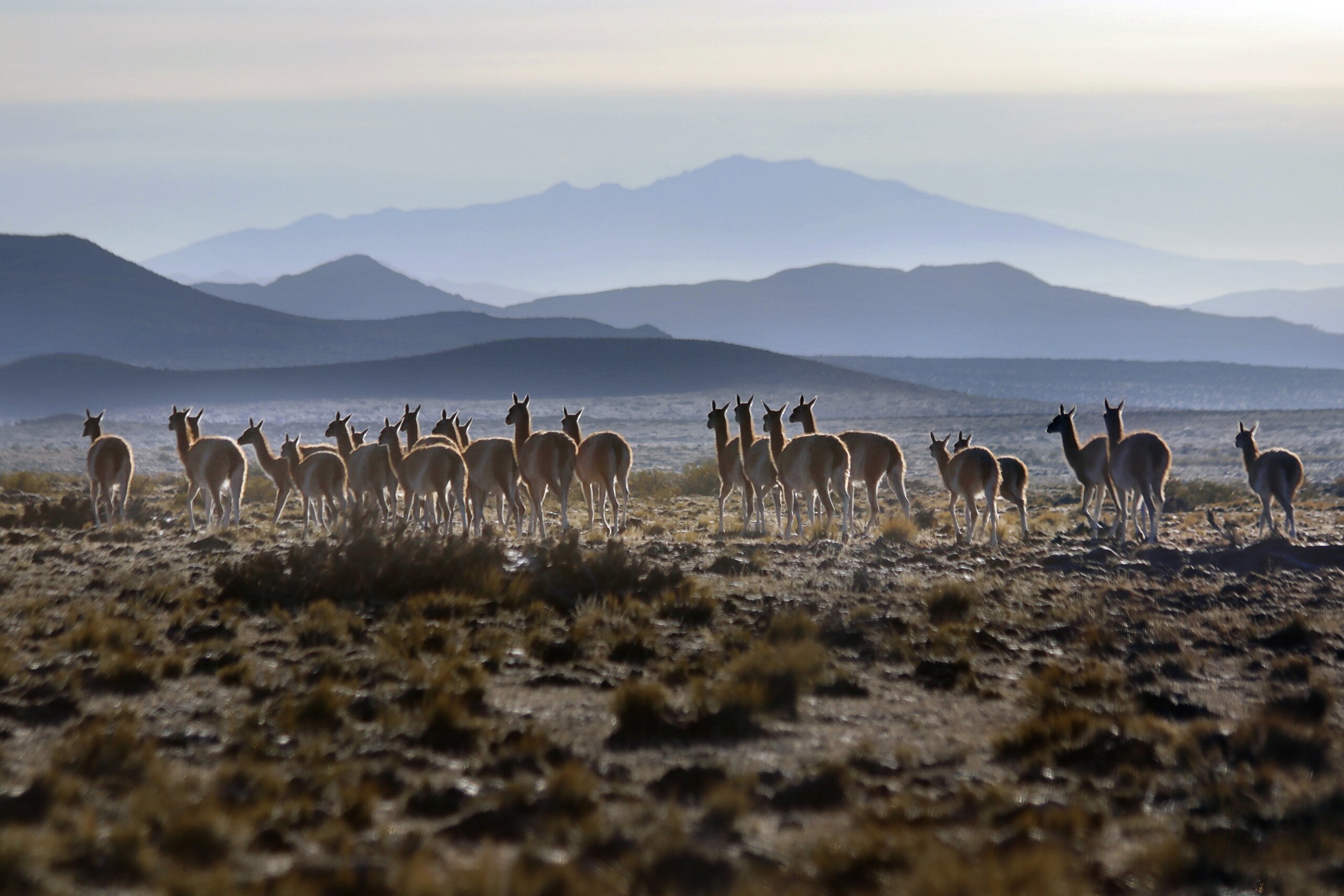 To Protect Patagonia, We Must Protect Guanacos - Foundation of Earth